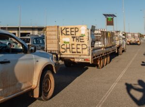 Keep the Sheep keeping the fight - Fully Loaded
