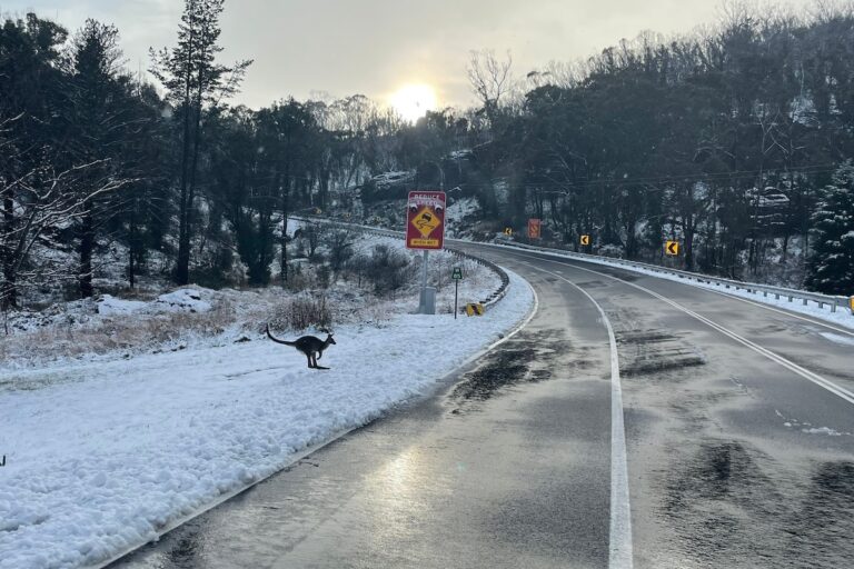 Wildlife hazards prompt road safety push